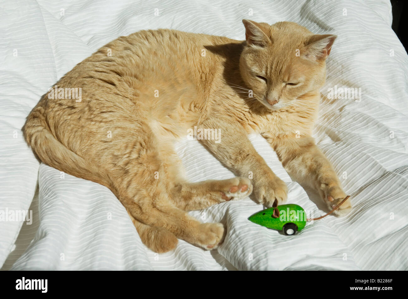 Cream coloured cat on bed playing with green toy wooden mouse Stock ...