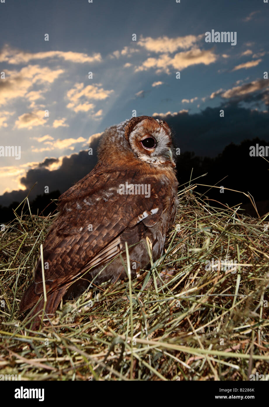 Tawny owl Strix aluco hunting on hay Potton Bedfordshire Stock Photo ...