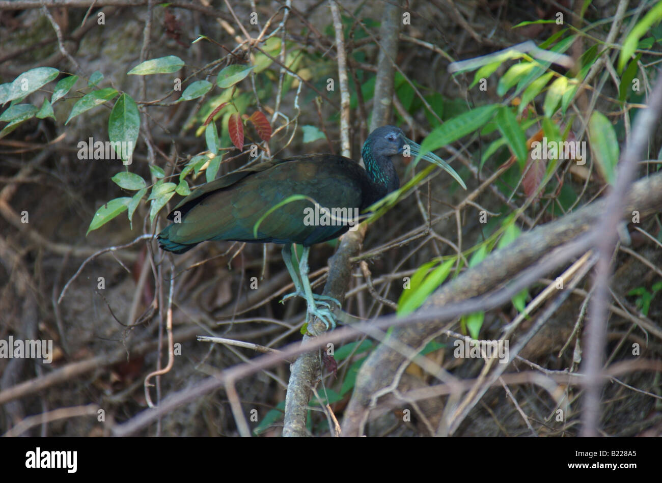 Green ibis roosting by rainforest stream, Mato Grosso, Brazil Stock ...