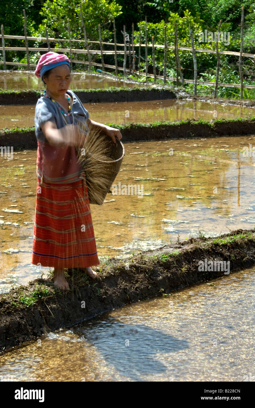 Karin hill tribe woman of northern Thailand sowing rice seed in a paddy ...