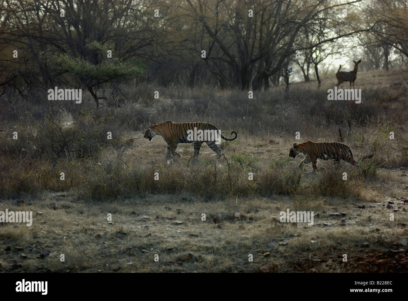 Bengal Tigress machali moving her cub near rajbaug area, Ranthambhore ...