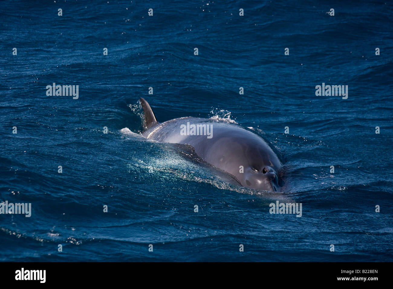Dwarf Minke Whale Great Barrier Reef Australia surfacing Balaenoptera ...