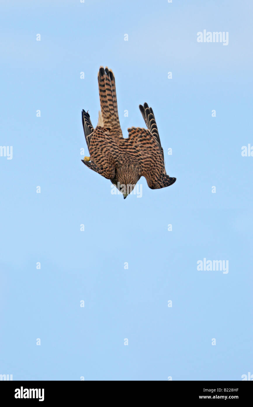 Kestrel Falco tinnunculus in dive Potton Bedfordshire Stock Photo - Alamy