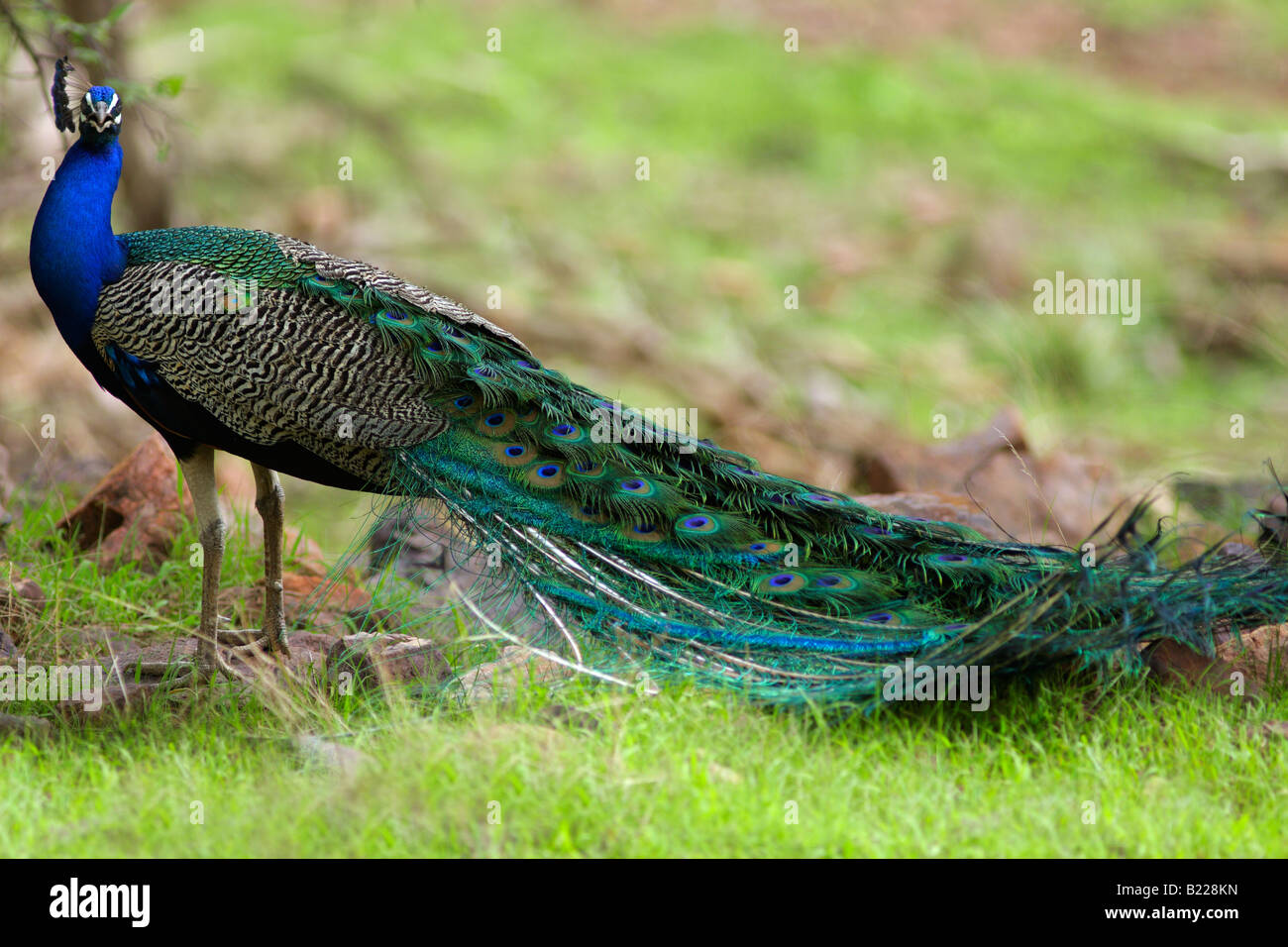 Peafowl habitat hi-res stock photography and images - Alamy
