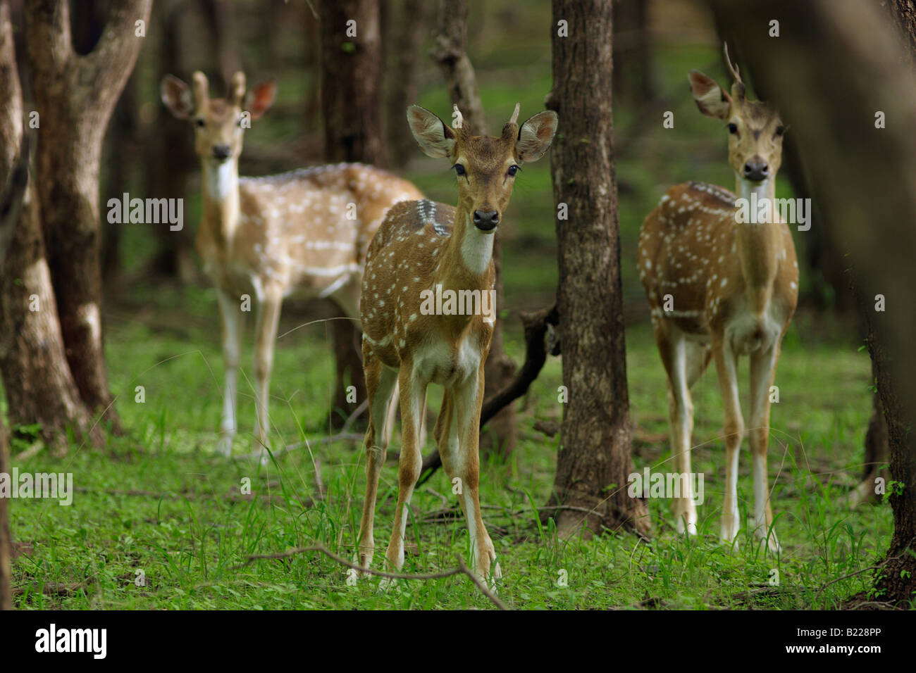 Spotted Deers or Chital (Axis axis Stock Photo - Alamy