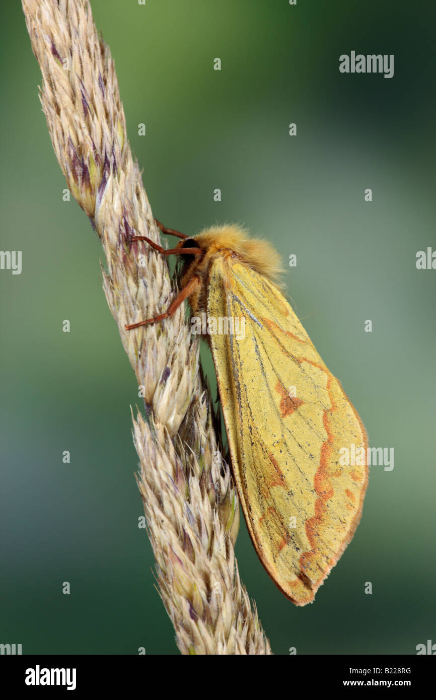 Female Ghost Moth Hepialus humuli at rest on grass head Potton ...