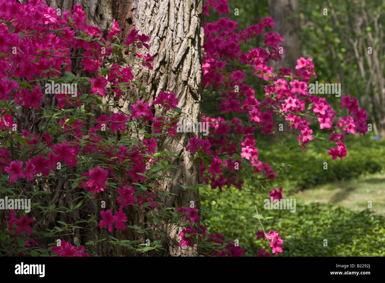 Pink Azaleas bush blossoms early Spring in the public park pictures ...