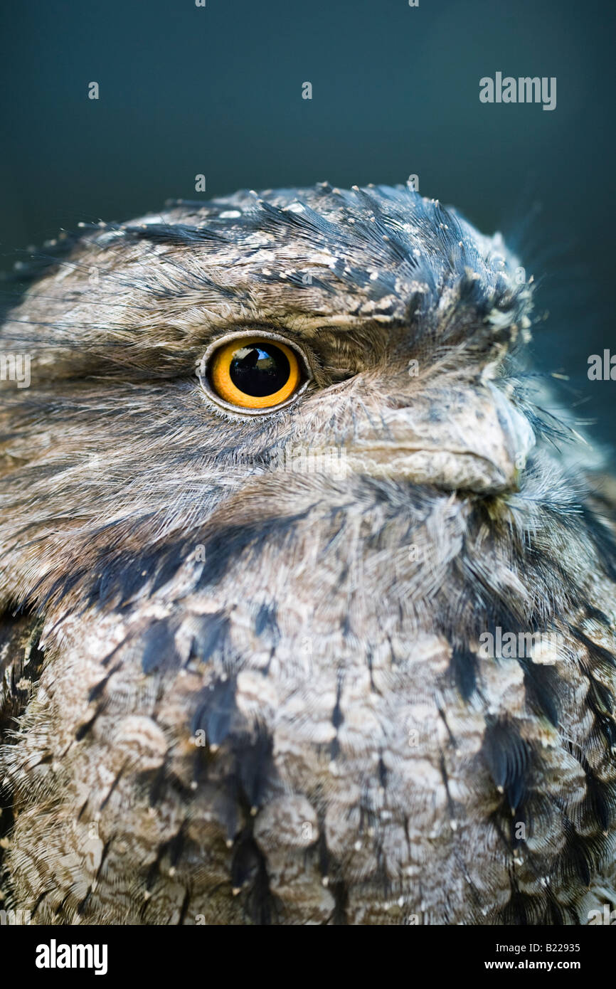 Tawny frogmouth podargus strigoides podargidae High Resolution Stock ...
