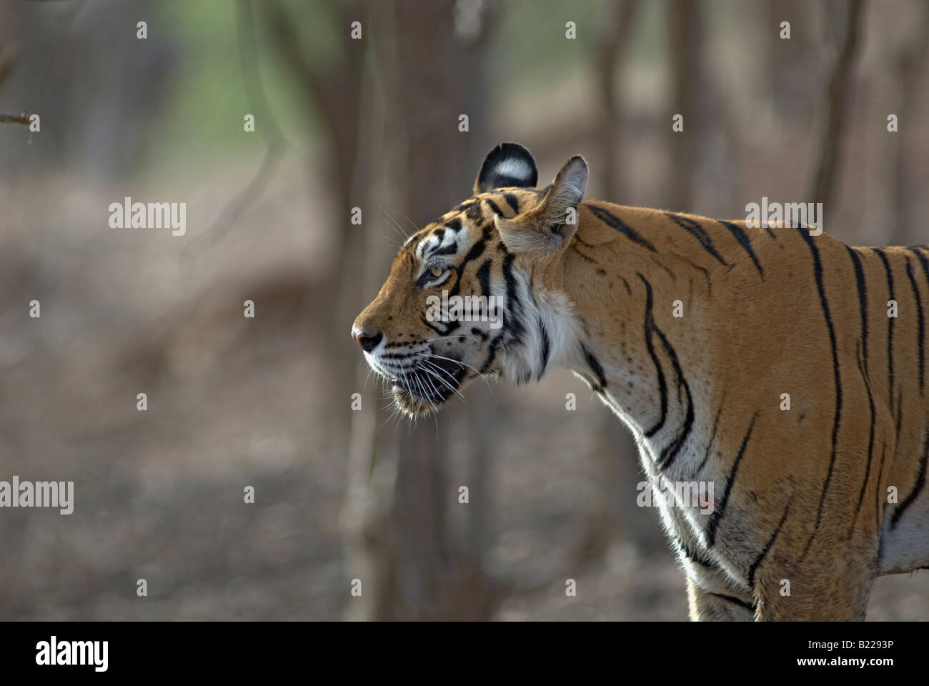 Tiger machali Portrait, Bengal Tiger ( Panthera Tigris Stock Photo - Alamy