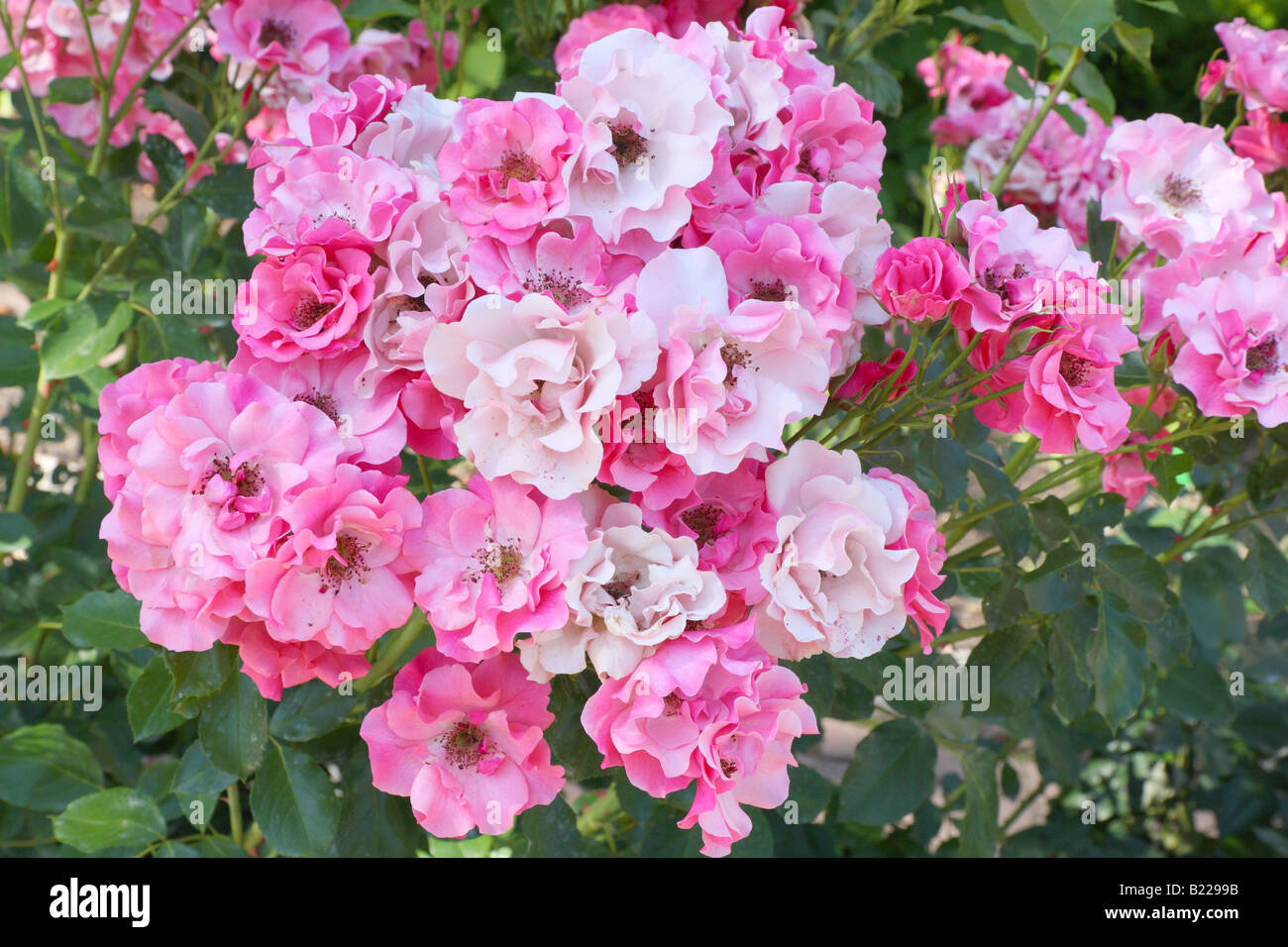 Pink roses blooming Rosa Stock Photo - Alamy
