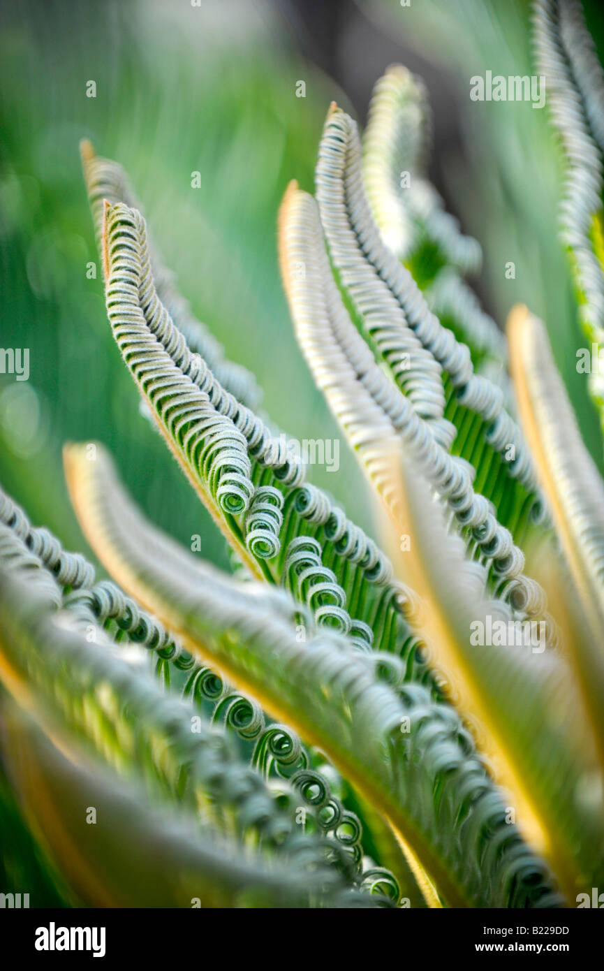 Cycas revoluta hi-res stock photography and images - Alamy