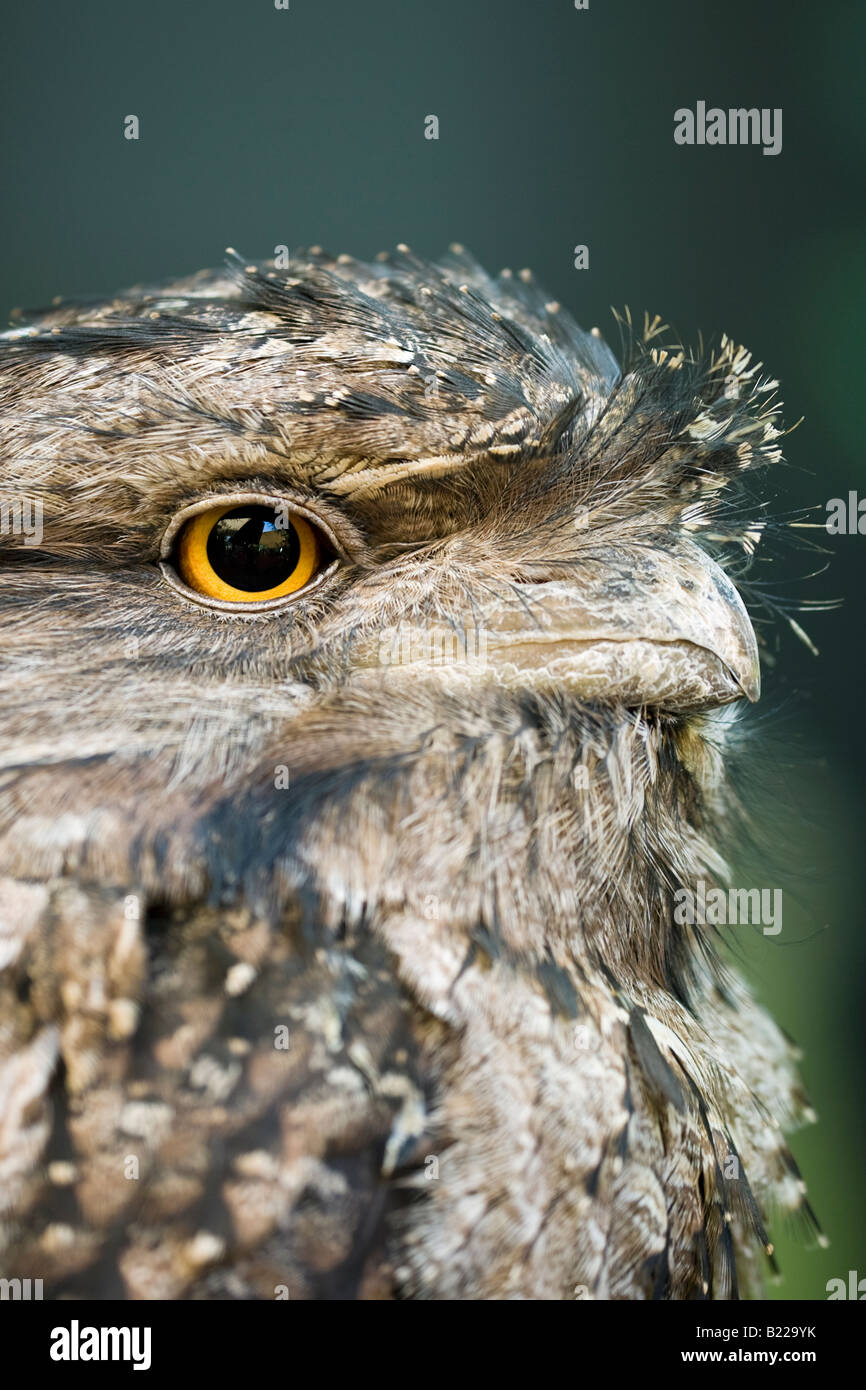 Tawny frogmouth podargus strigoides podargidae High Resolution Stock ...