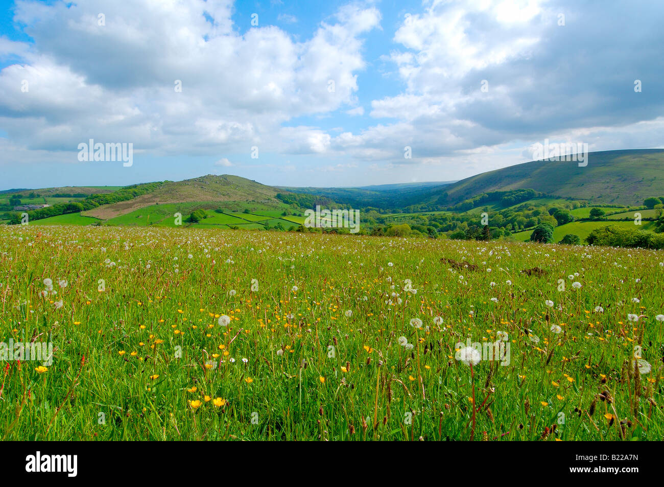 Wildflower meadow in summer at Natsworthy overlooking Widecombe Valley ...