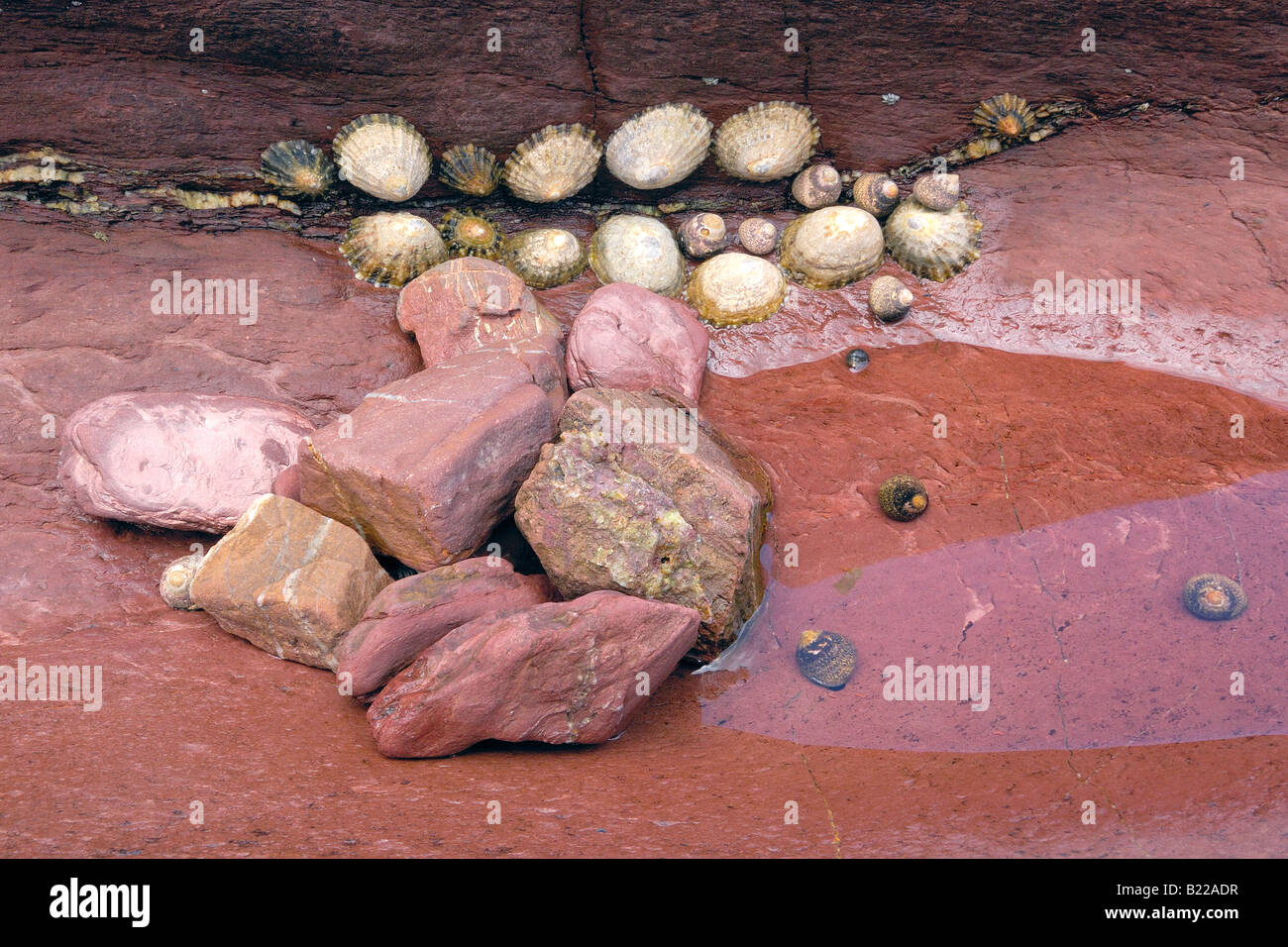 Cluster shells hi-res stock photography and images - Alamy