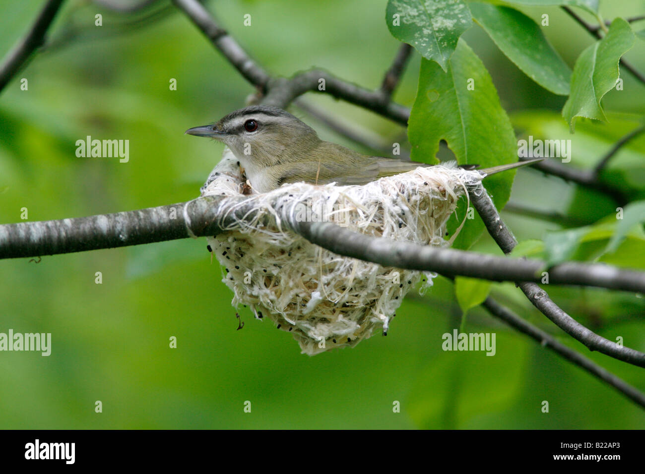 Incubating bird eggs hi-res stock photography and images - Alamy