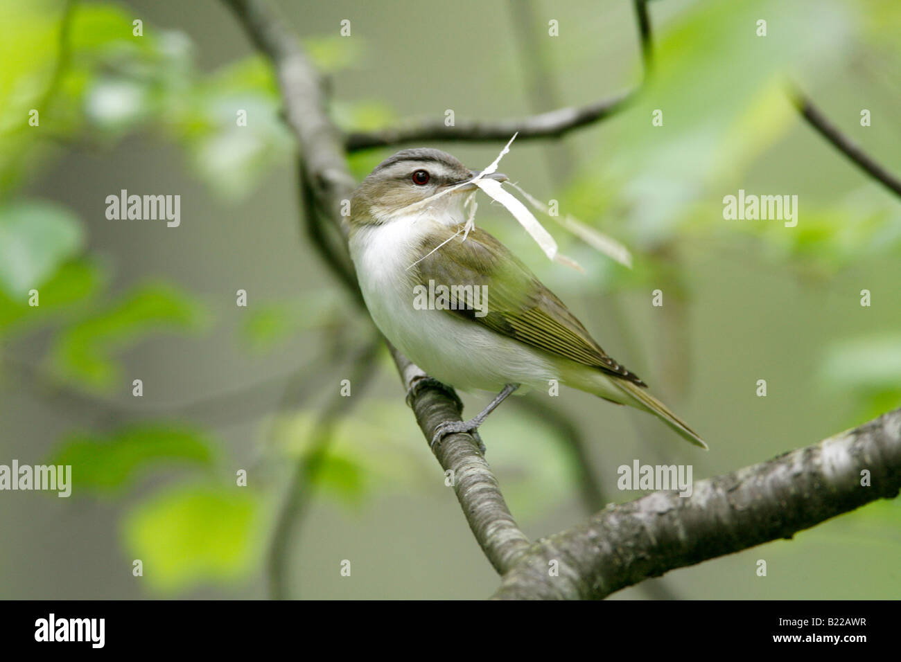 Red eyed Vireo with Nest Material Stock Photo - Alamy