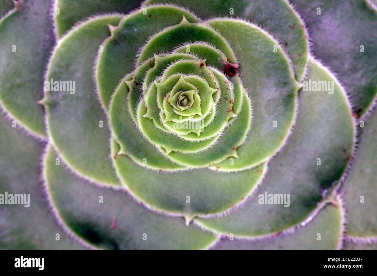 aeonium arborescens rosette flower plant arid dry Stock Photo - Alamy