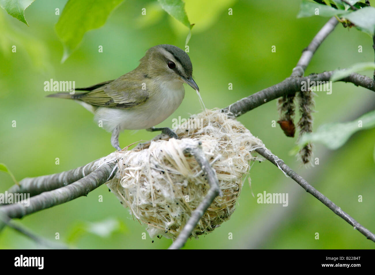 Red eyed Vireo Building Nest Stock Photo - Alamy