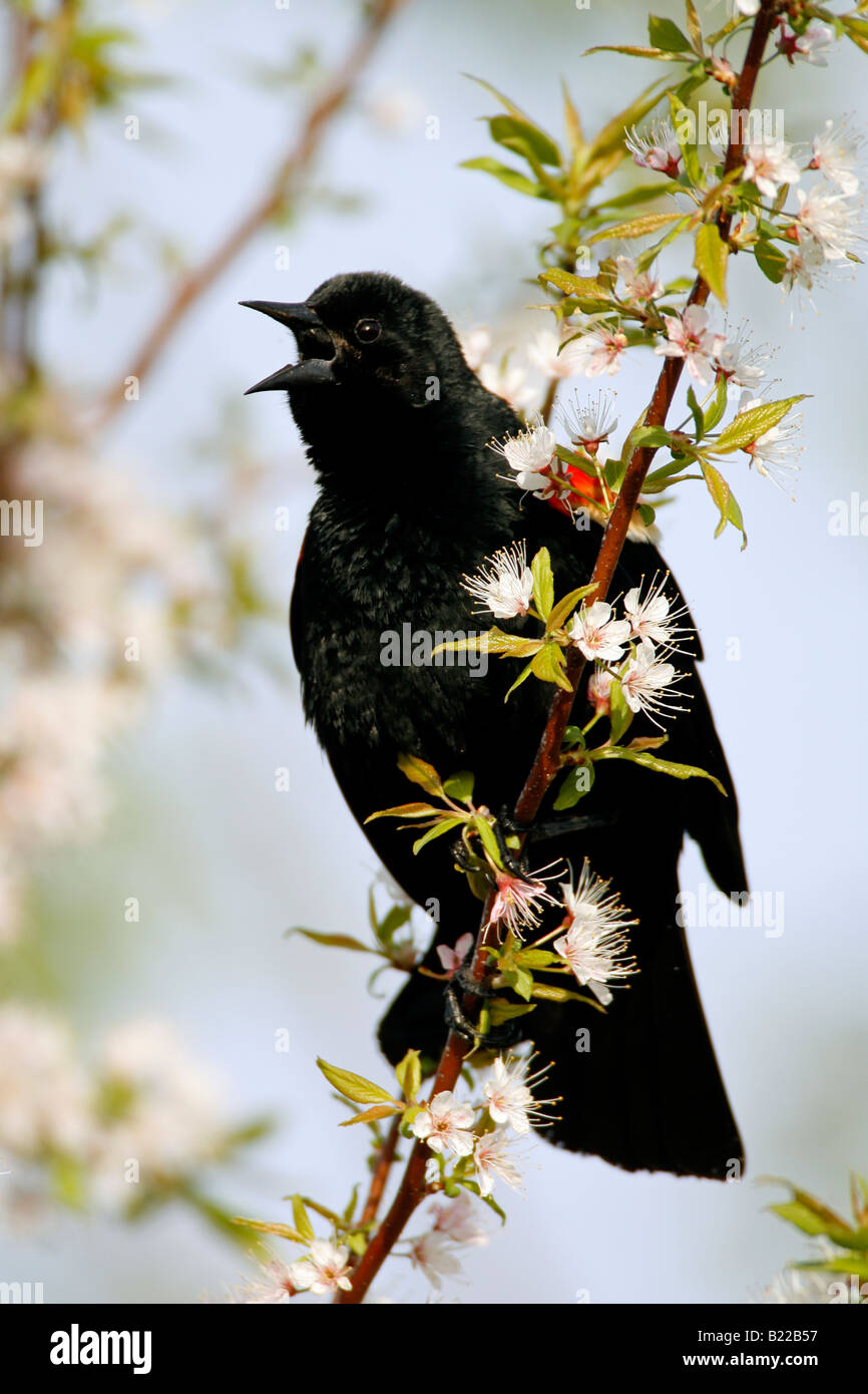 Blackbird singing tree hi-res stock photography and images - Alamy