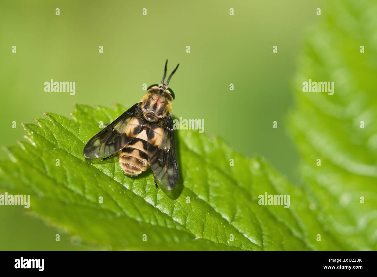 Blood and thunder hi-res stock photography and images - Alamy