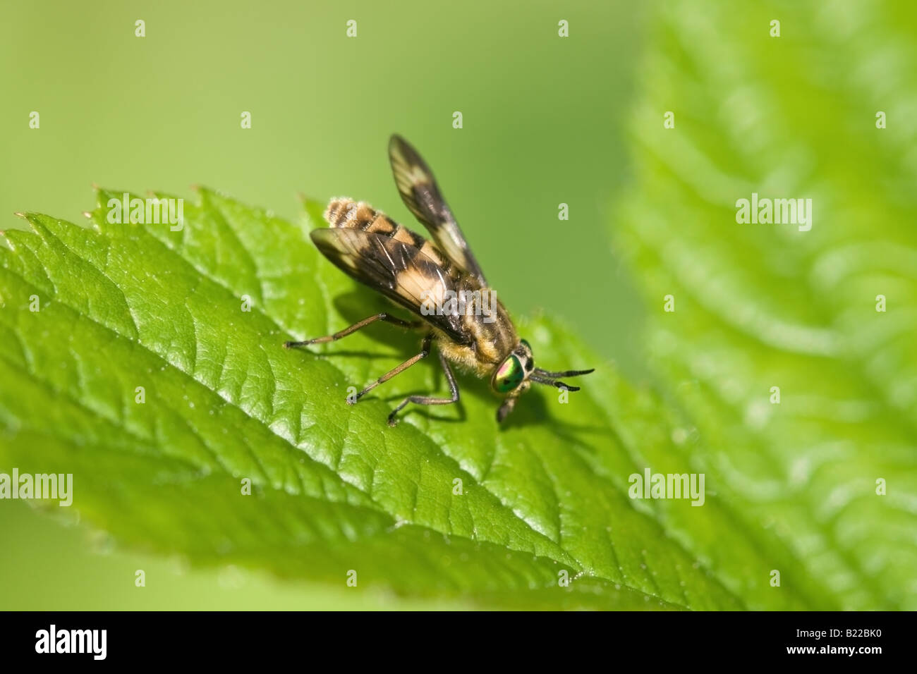 Blood and thunder hi-res stock photography and images - Alamy
