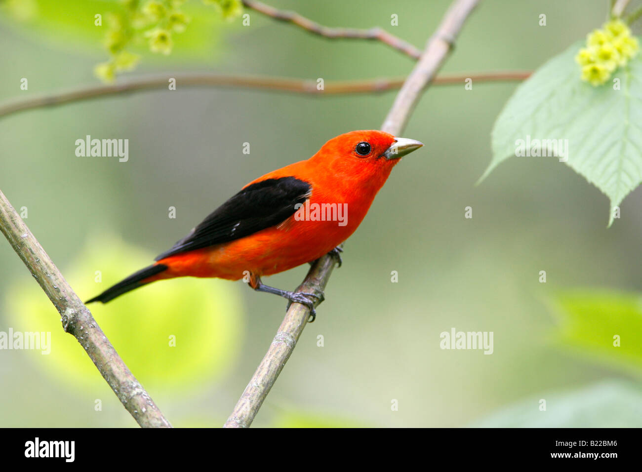 Scarlet tanager hi-res stock photography and images - Alamy