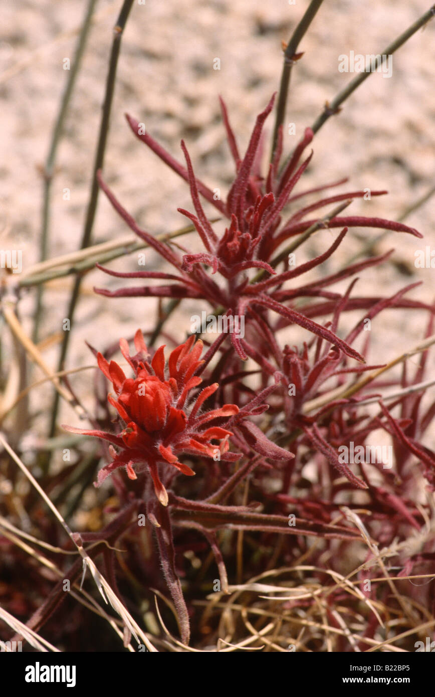 Planta castilleja hi-res stock photography and images - Alamy