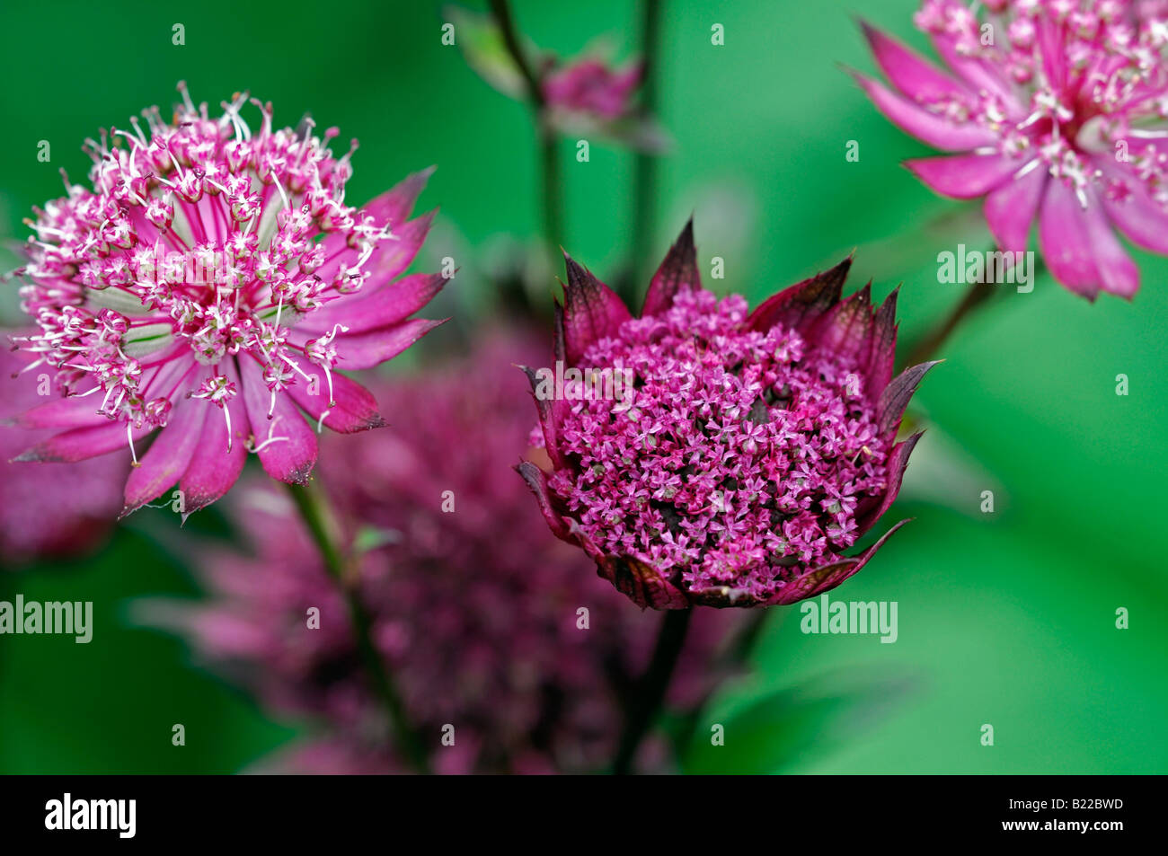 Astrantia major red form closeup close-up detail macro var variant ...