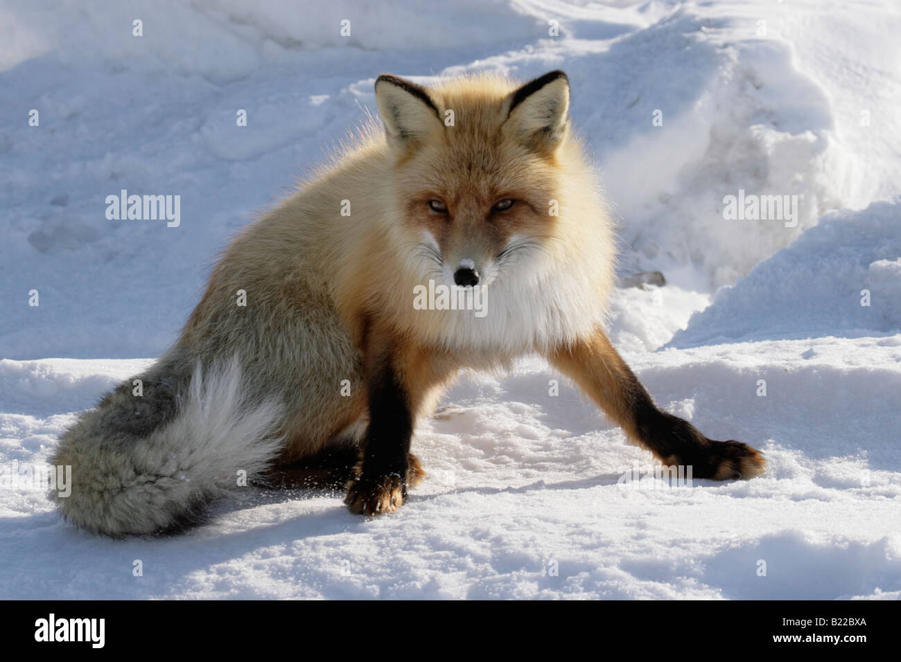 Wild Red Fox. Arctic, Kolguev Island, Barents Sea, Russia Stock Photo ...