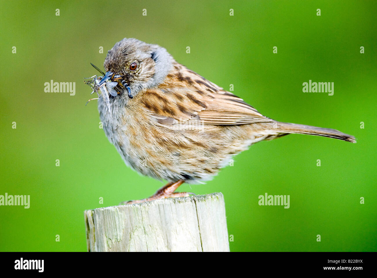 Dunnock nest hi-res stock photography and images - Alamy