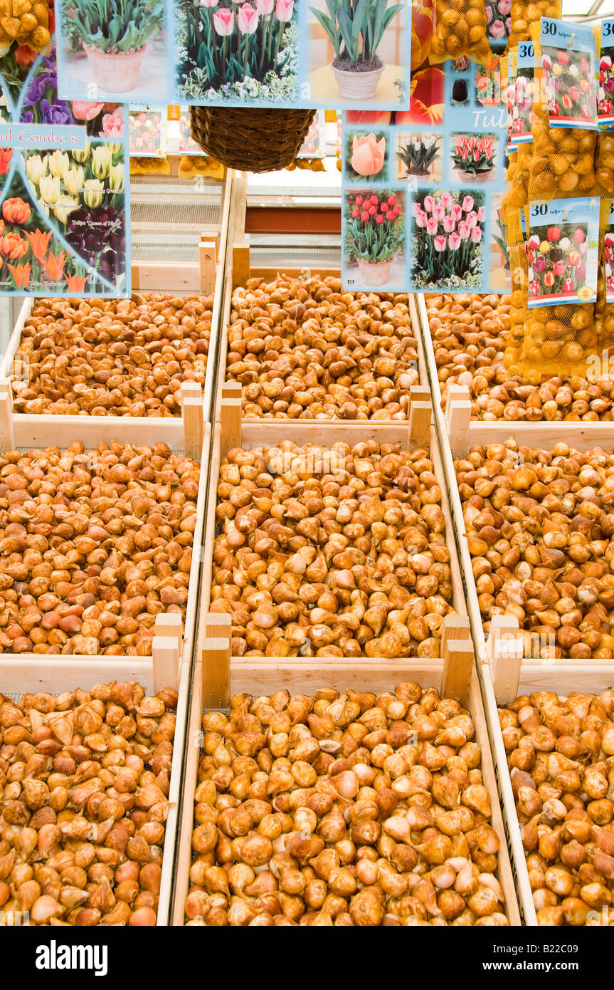 tulip flower bulb store display in famous flower market amsterdam ...