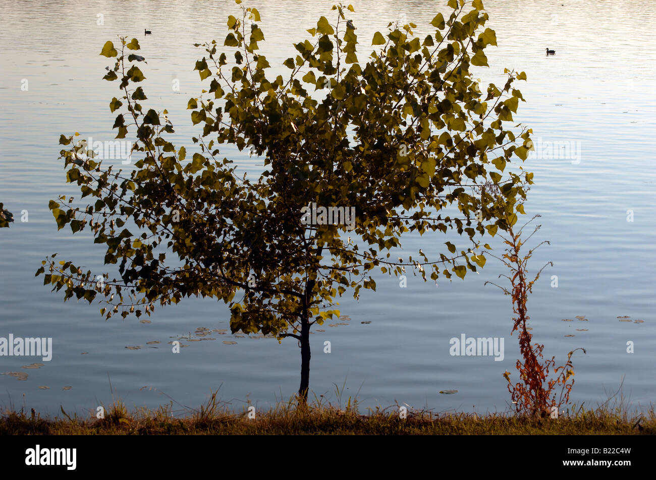 Green bush near the water surface Stock Photo - Alamy