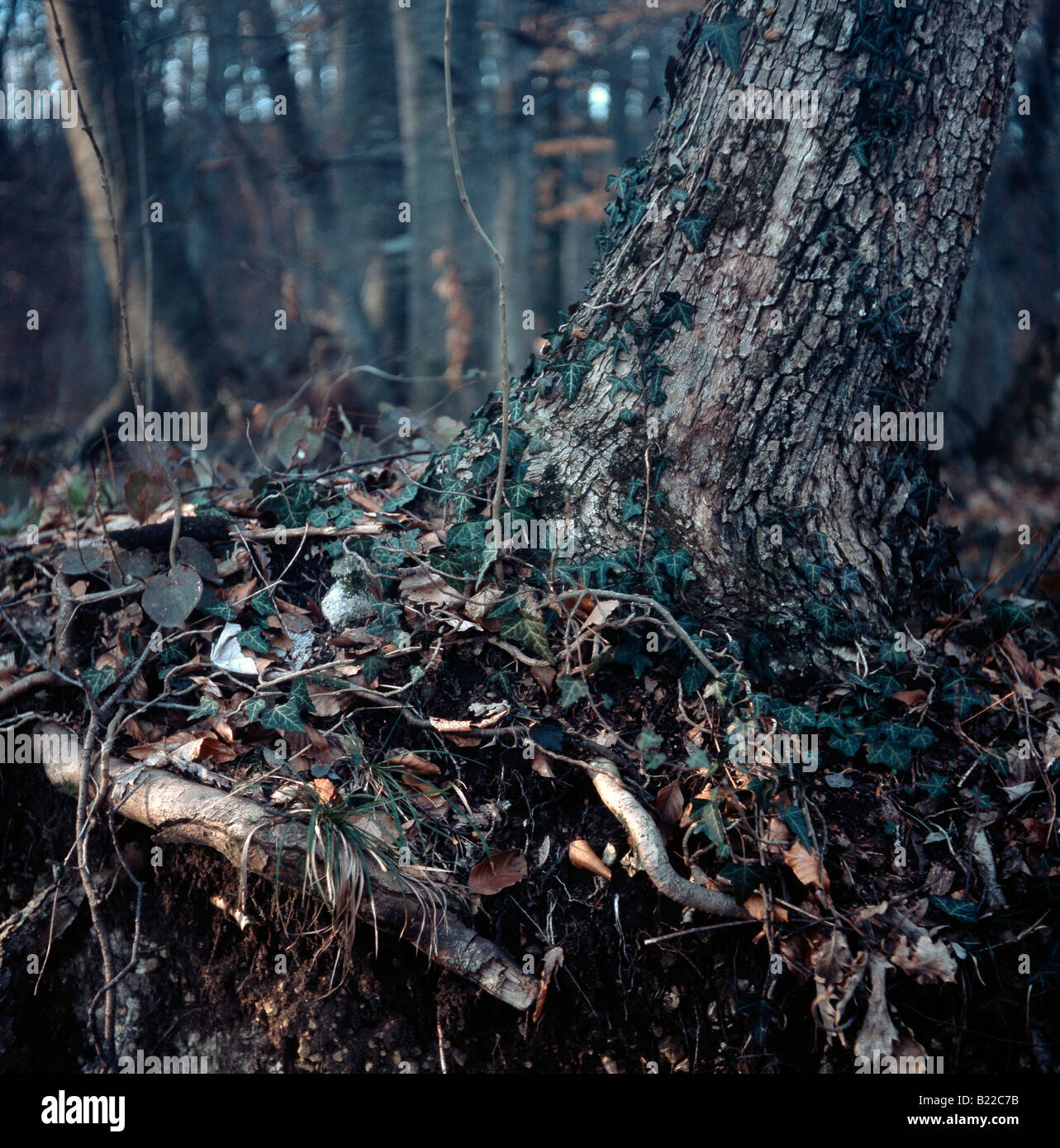 tree and broken roots in forest Stock Photo - Alamy