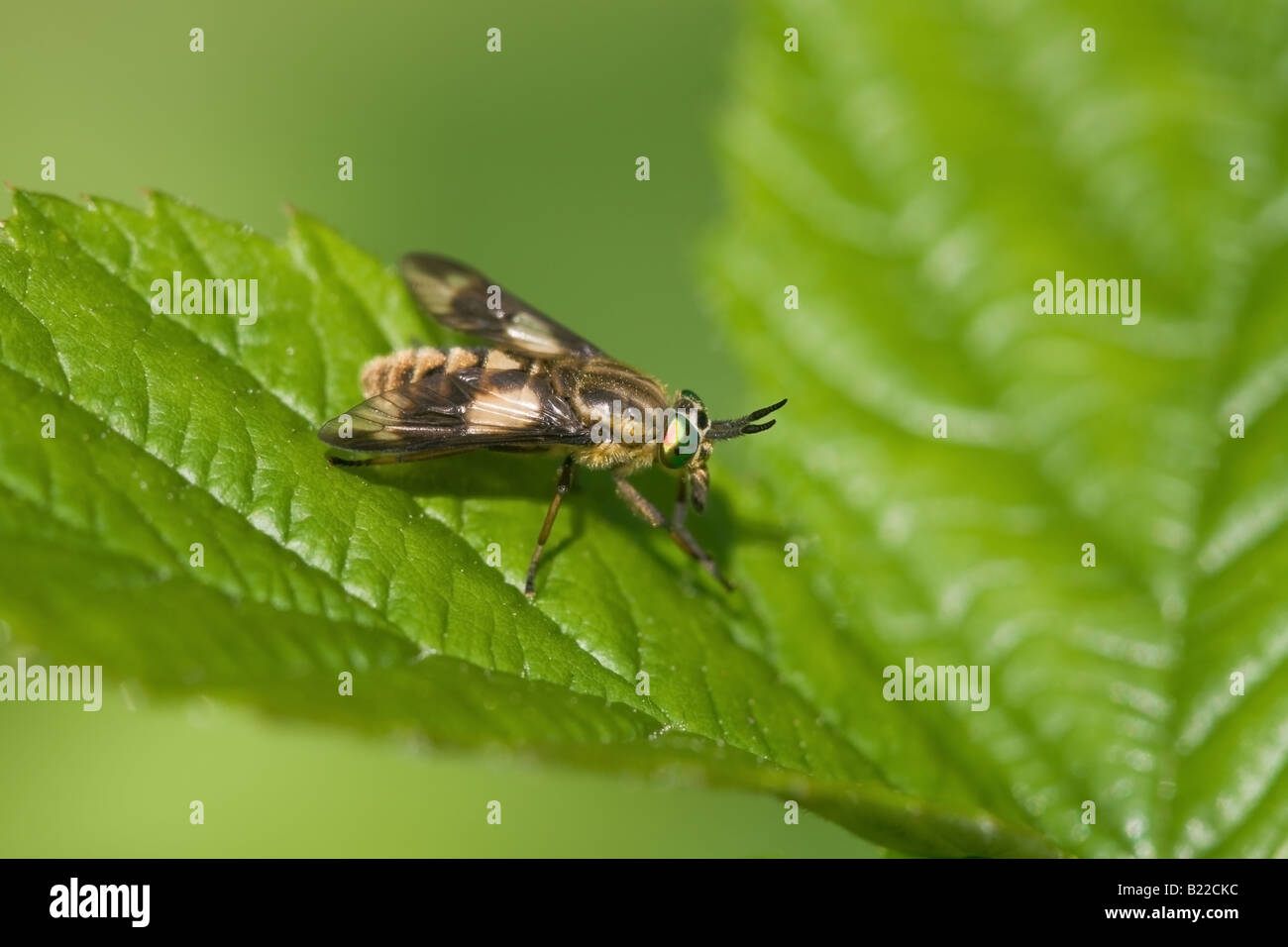 Blood and thunder hi-res stock photography and images - Alamy