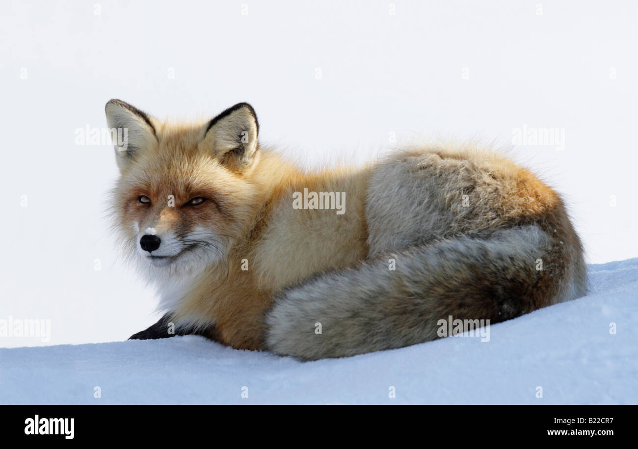 Wild Red Fox. Arctic, Kolguev Island, Barents Sea, Russia Stock Photo ...