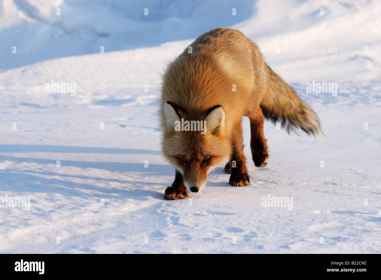 Wild Red Fox. Arctic, Kolguev Island, Barents Sea, Russia Stock Photo ...