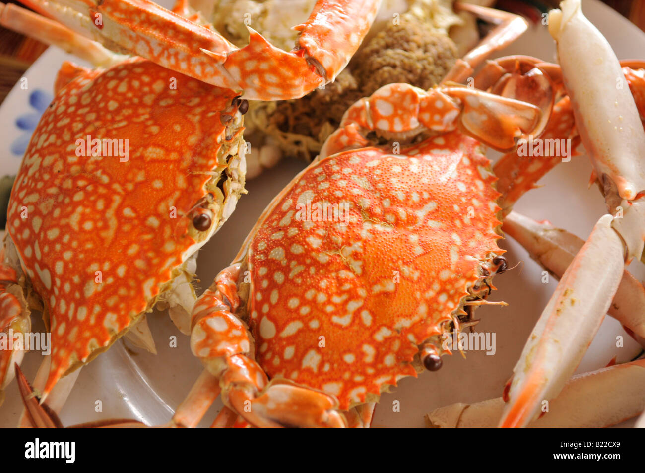 fresh crab, koh sakurn(pig island), trang province , thailand Stock ...