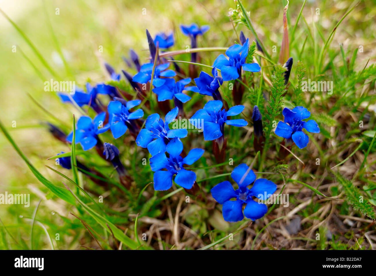 Spring Gentian (Gentiana Verna) - Bernese Alps Switzerland Stock Photo ...