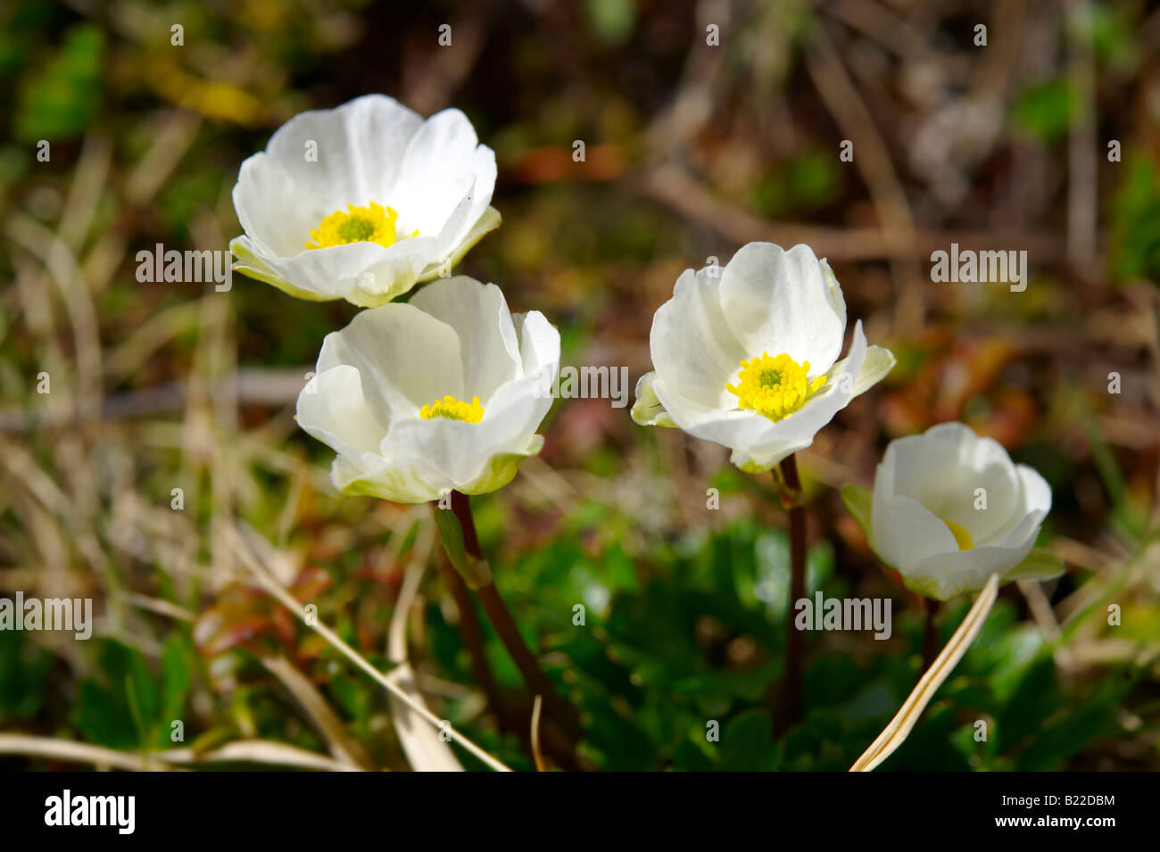 Alpine flowers alps hi-res stock photography and images - Alamy