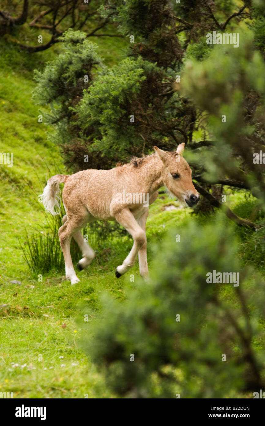 Dartmoor pony foal trotting through gorse bushes Stock Photo - Alamy