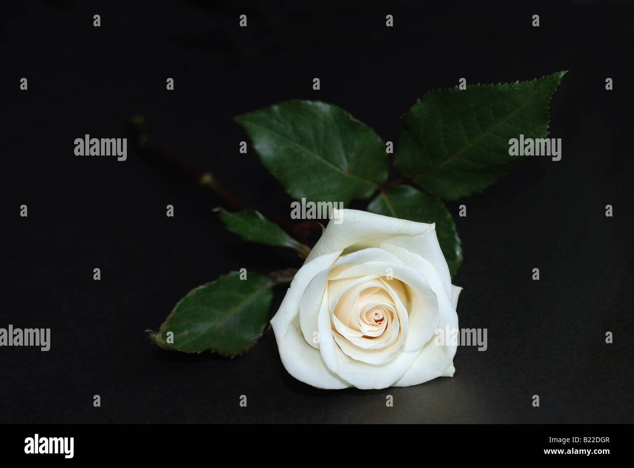 Beautiful white creamy rose on black Stock Photo - Alamy