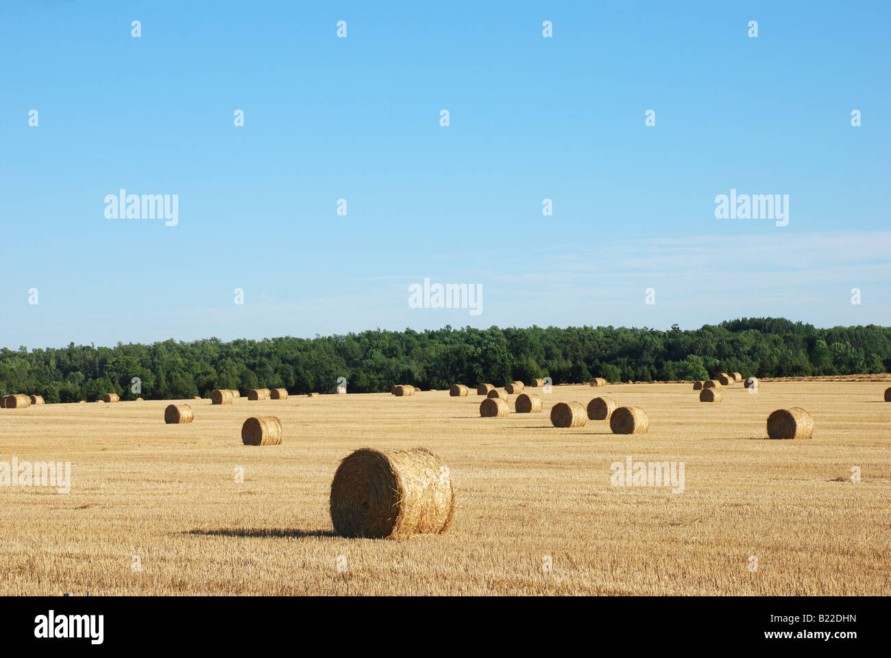 Straw rolls in a field - autumn landscape Stock Photo - Alamy