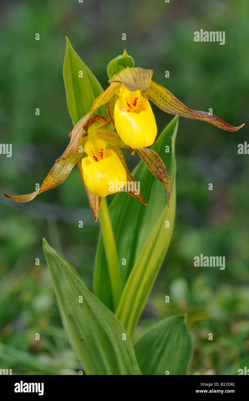 yellow ladyslipper orchid (Cypripedium calceolus) Bow Valley Provincial ...