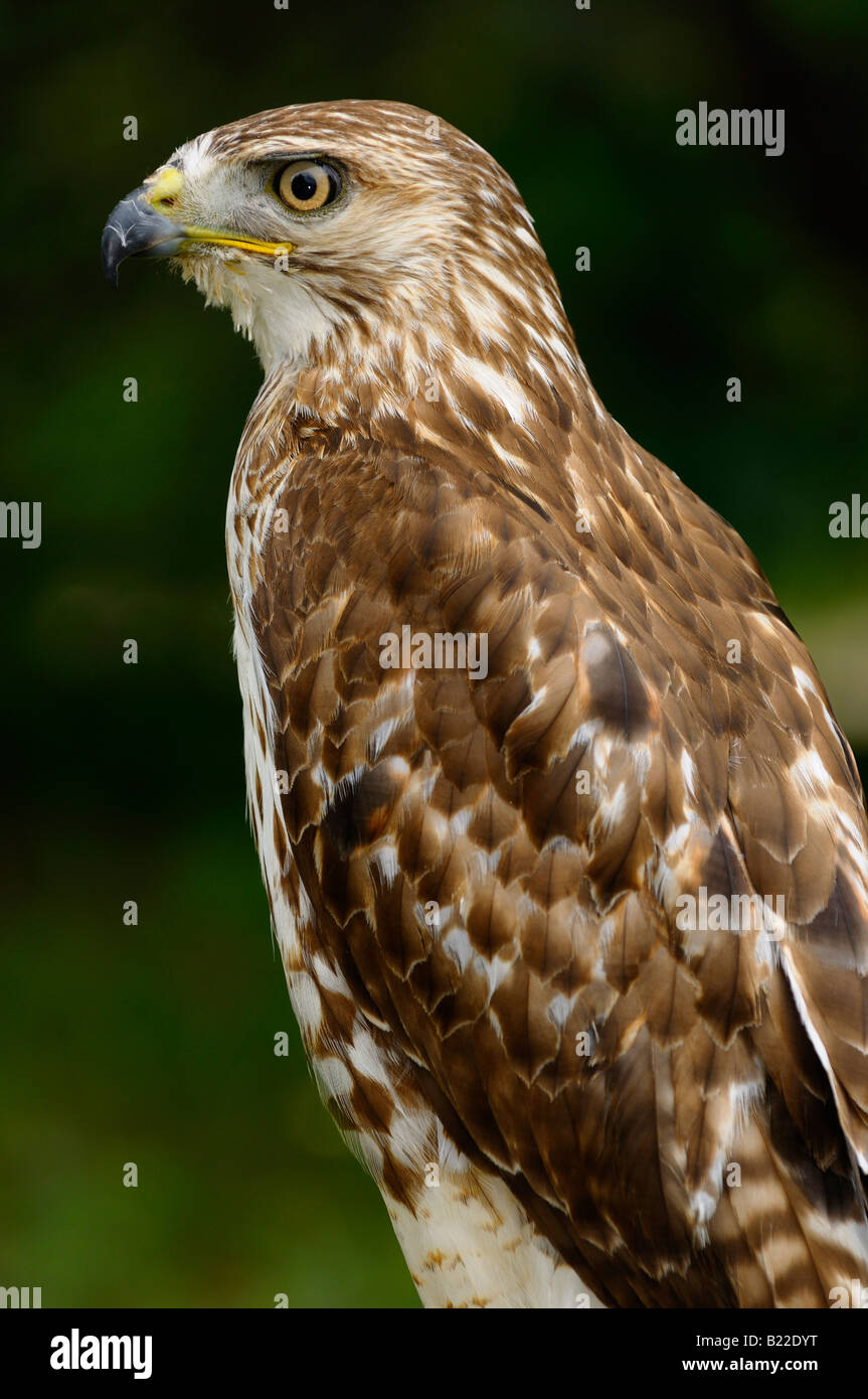 Side view of a young Red Tailed Hawk standing in a forest in Ontario ...