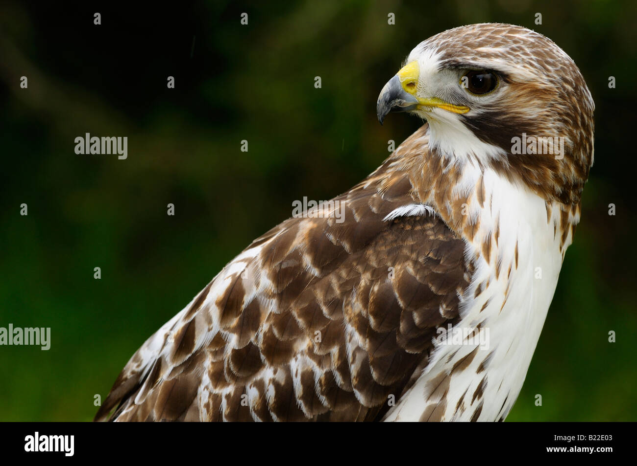 Close up of a Red Tailed Hawk looking back in a forest in the rain ...