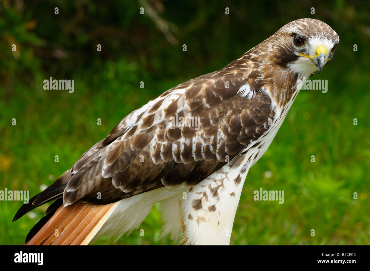 Mature Red Tailed Hawk standing in a forest clearing showing red tail ...