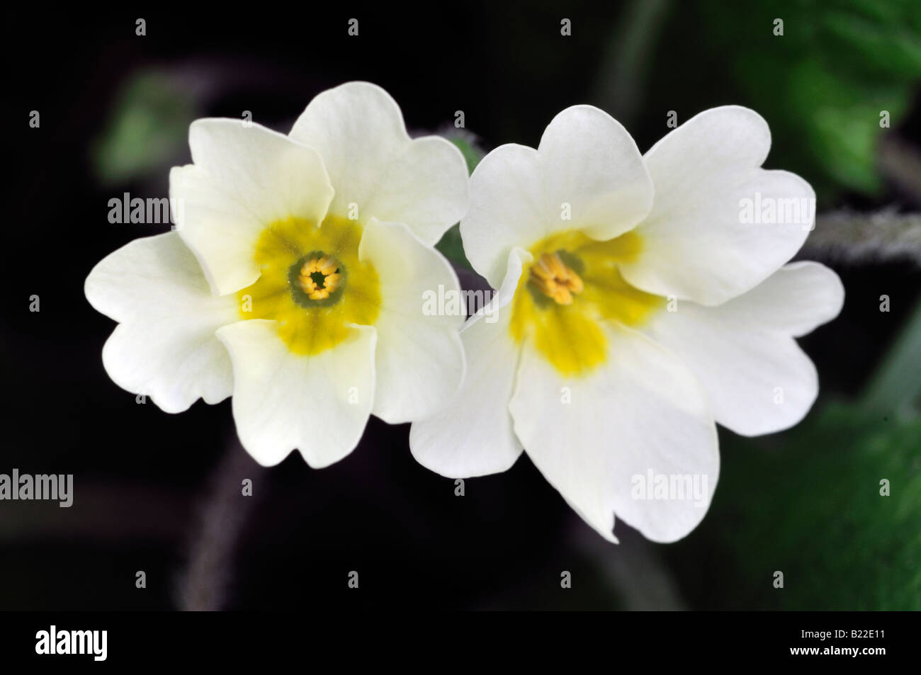 Primula cowslip primrose white flower closeup close up macro Stock ...