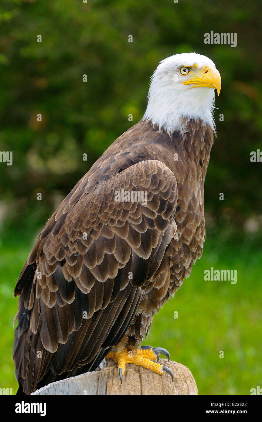 Bald Eagle raptor bird standing on a stump near a forest Stock Photo ...