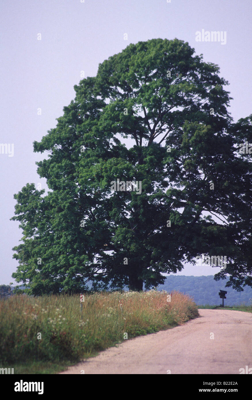 Road Tree and Mail CT Stock Photo - Alamy