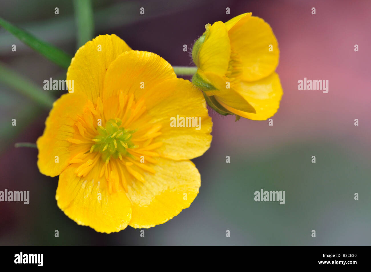 yellow flower buttercup common wildflower plant field detail macro ...